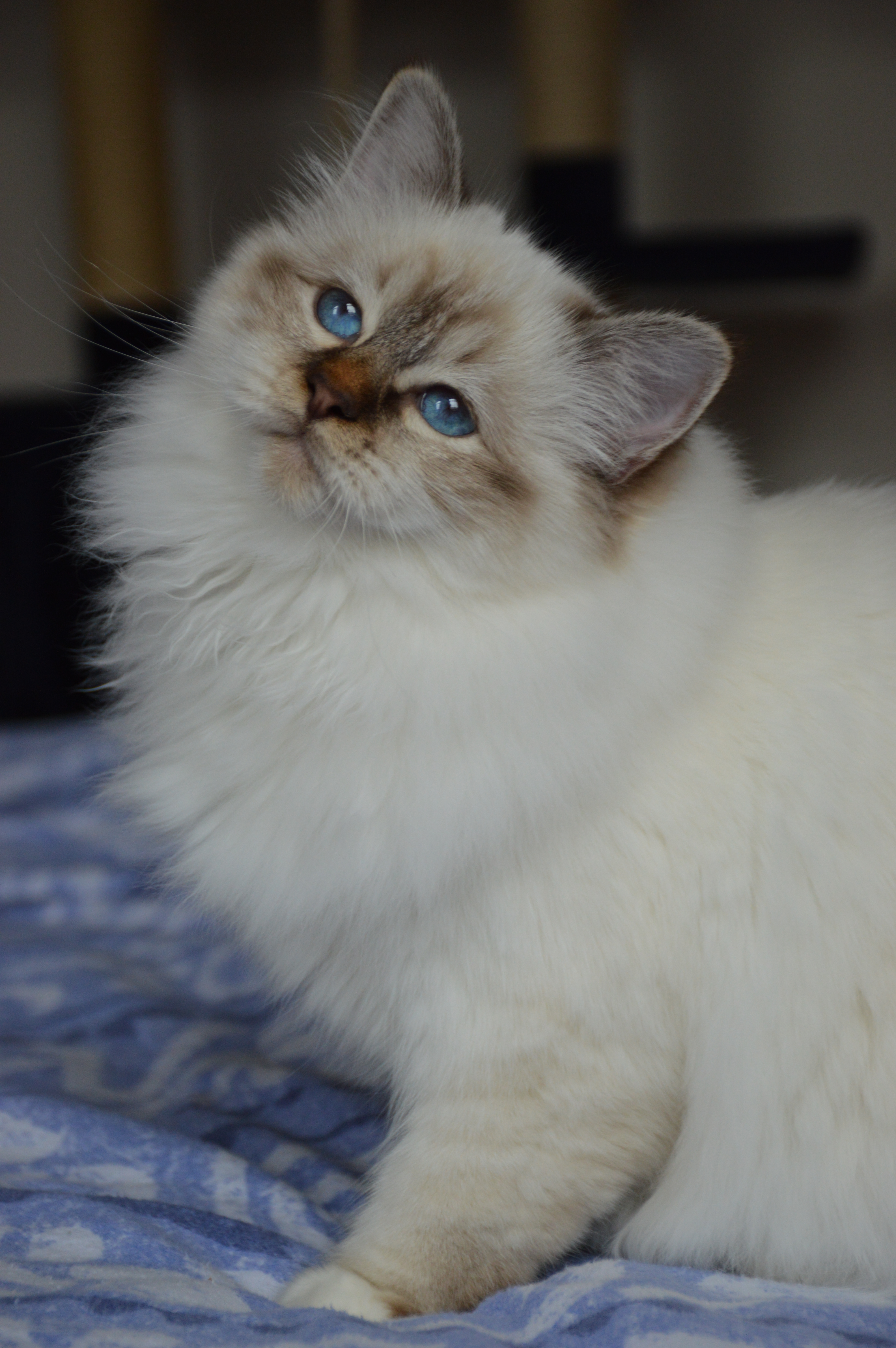 Sacre De Birmanie Chocolat