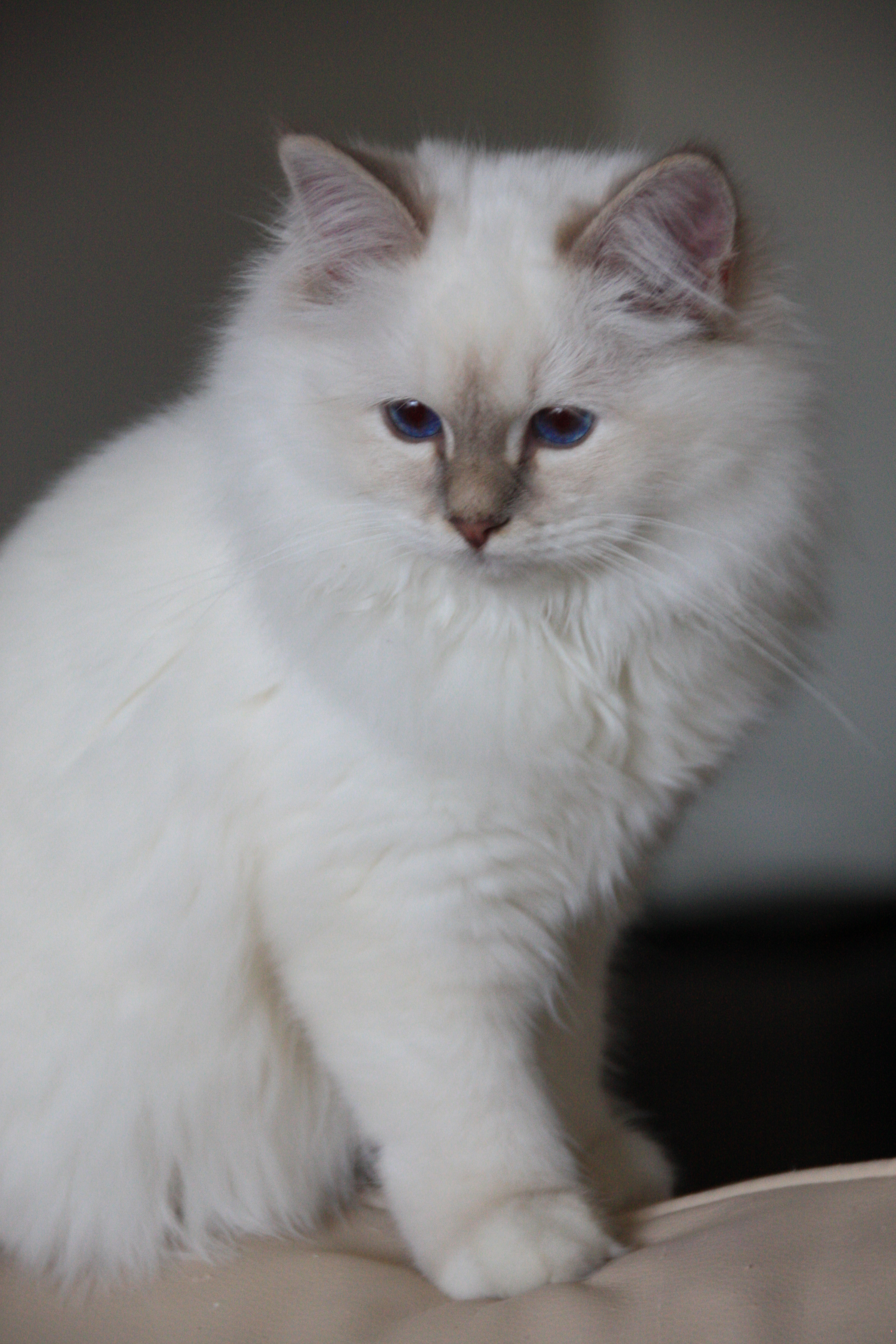 Jaïna – Femelle Lilac Tabby | Sacré de Birmanie